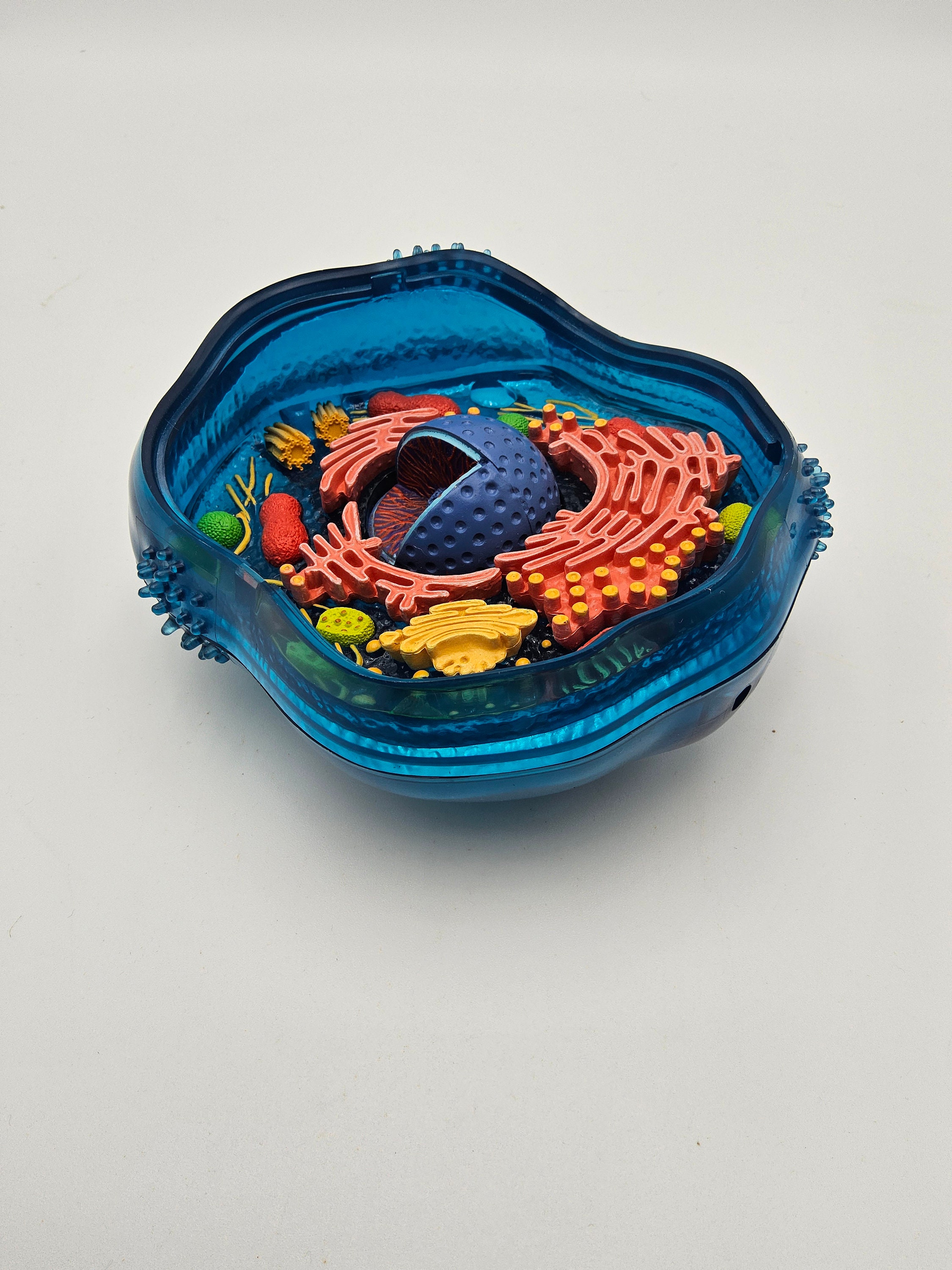 Anatomy Model of Cell Anatomical Cell Model Anatomy of a Cell Science ...