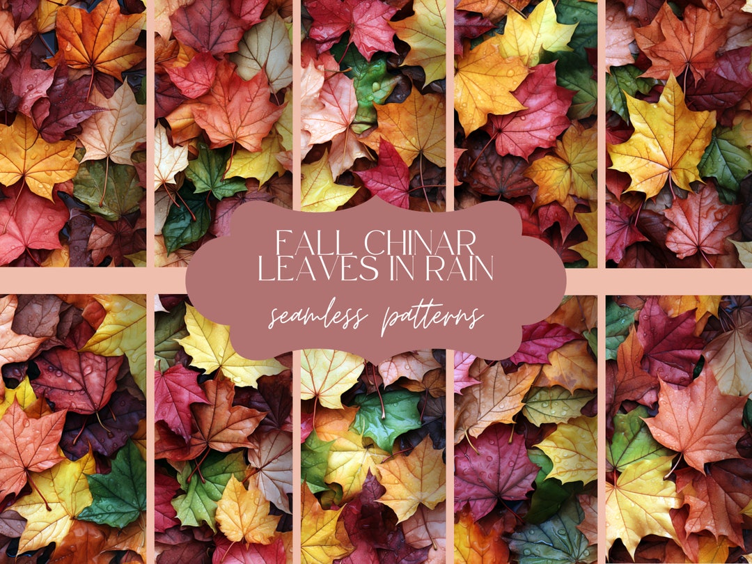 12 Colorful Chinar Leaves in Rain | Cozy Seamless Pattern | Foliage ...