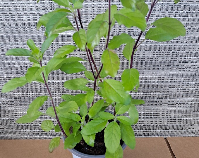 Three Purple Holy Basil krishna Tulsi Plant/ Seedling in a Pot - Etsy