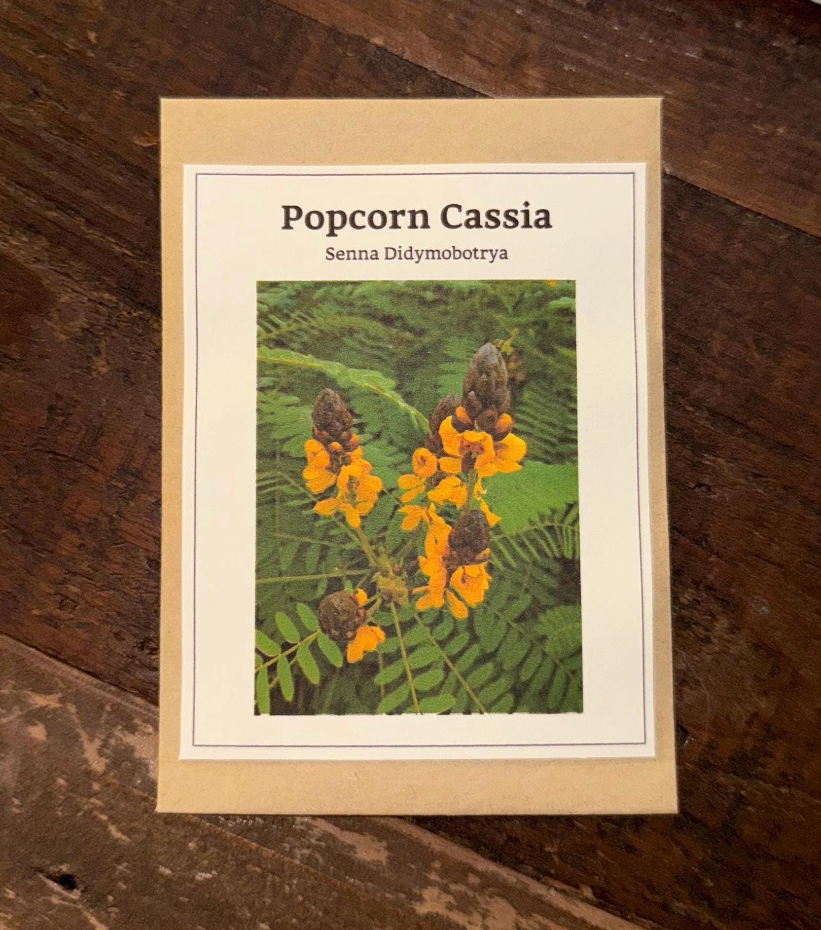 Popcorn Cassia Seeds - Senna Didymobotrya - Etsy