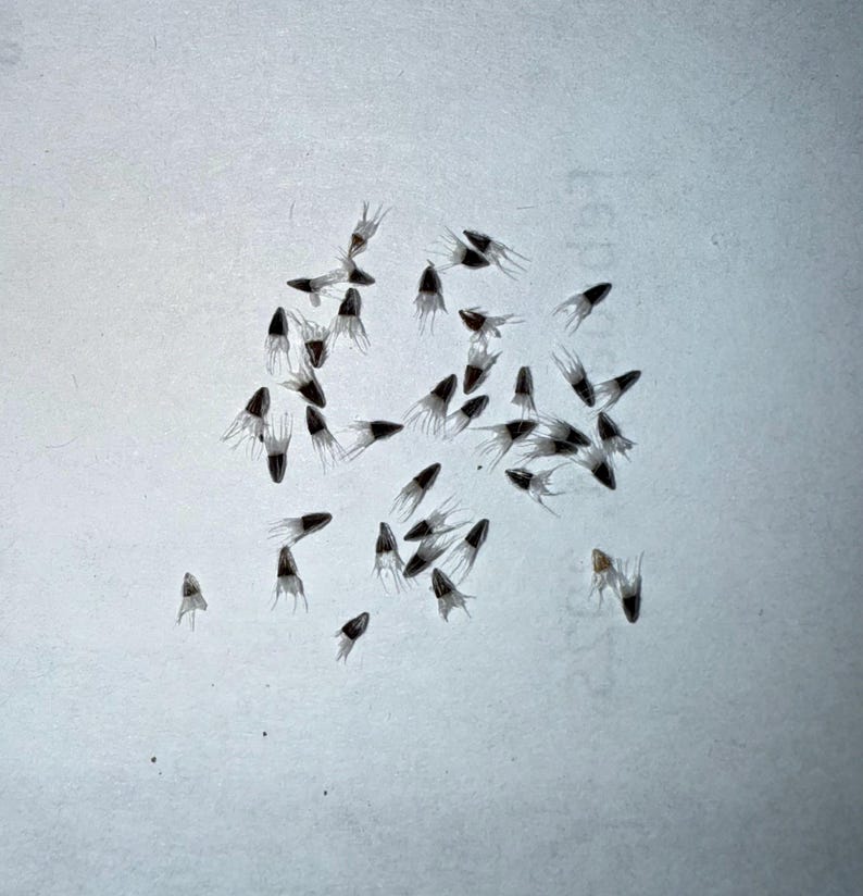 Yellow Sneezeweed - Helenium Amarum, Florida Native Plant - Etsy