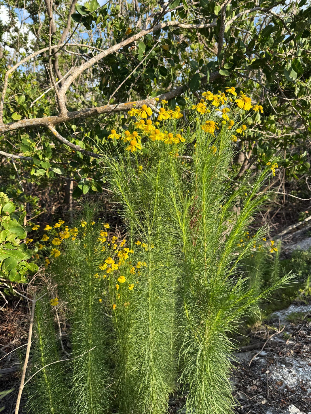 Yellow Sneezeweed - Helenium Amarum, Florida Native Plant - Etsy