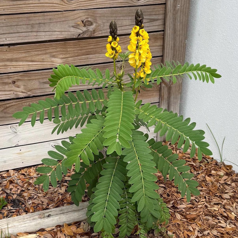 Popcorn Cassia Seeds - Senna Didymobotrya - Etsy
