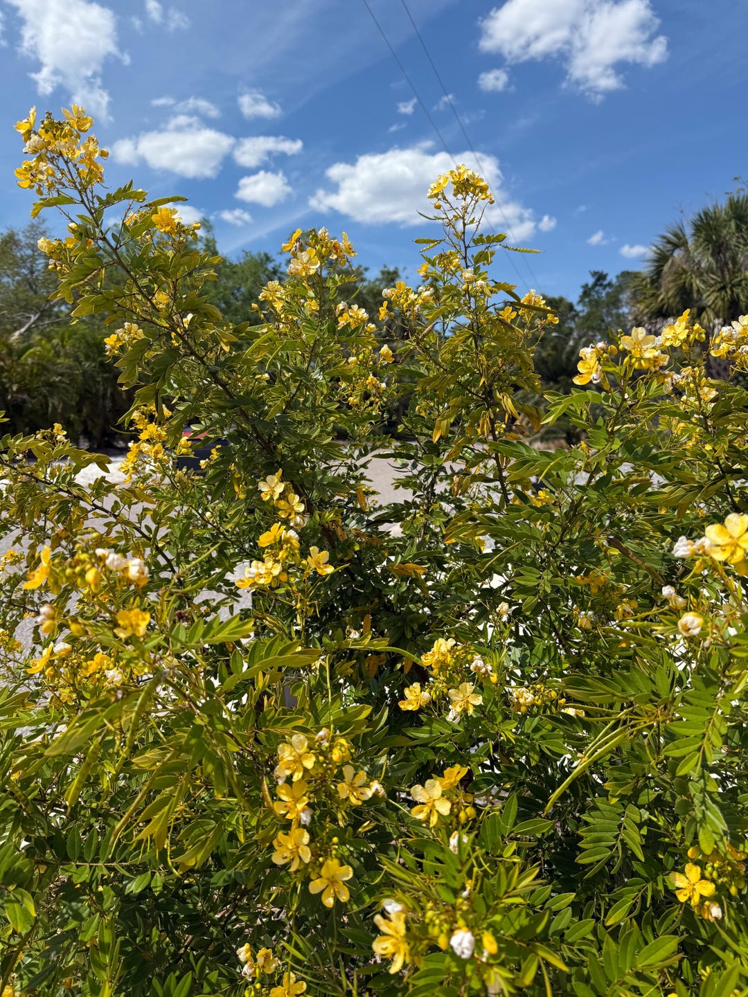Bahama Cassia - Senna Mexicana Var. Chapmanii Seeds - Etsy