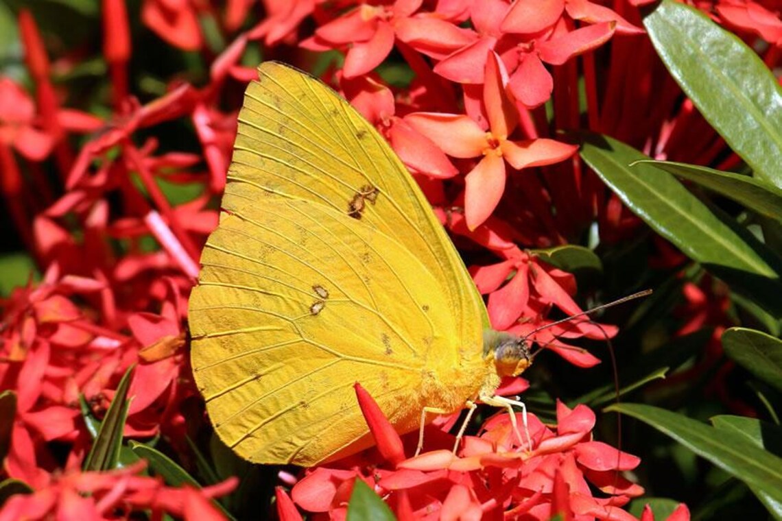 Popcorn Cassia Seeds - Senna Didymobotrya - Etsy