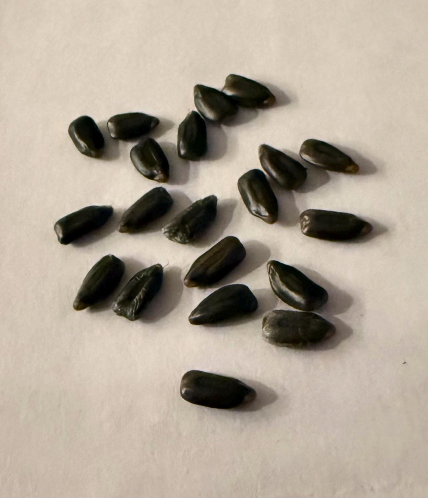 Popcorn Cassia Seeds - Senna Didymobotrya - Etsy