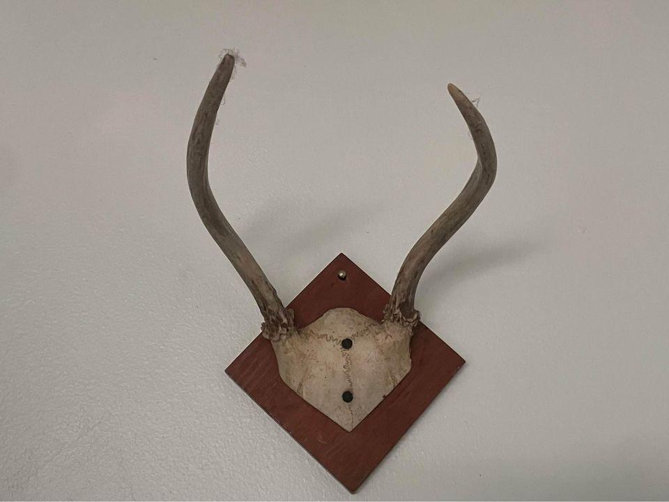 Cottagecore Antler Mounts various Sizes Available - Etsy
