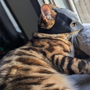 Bat Cat Mask: Funny Halloween Costume Accessory for Cats - Etsy