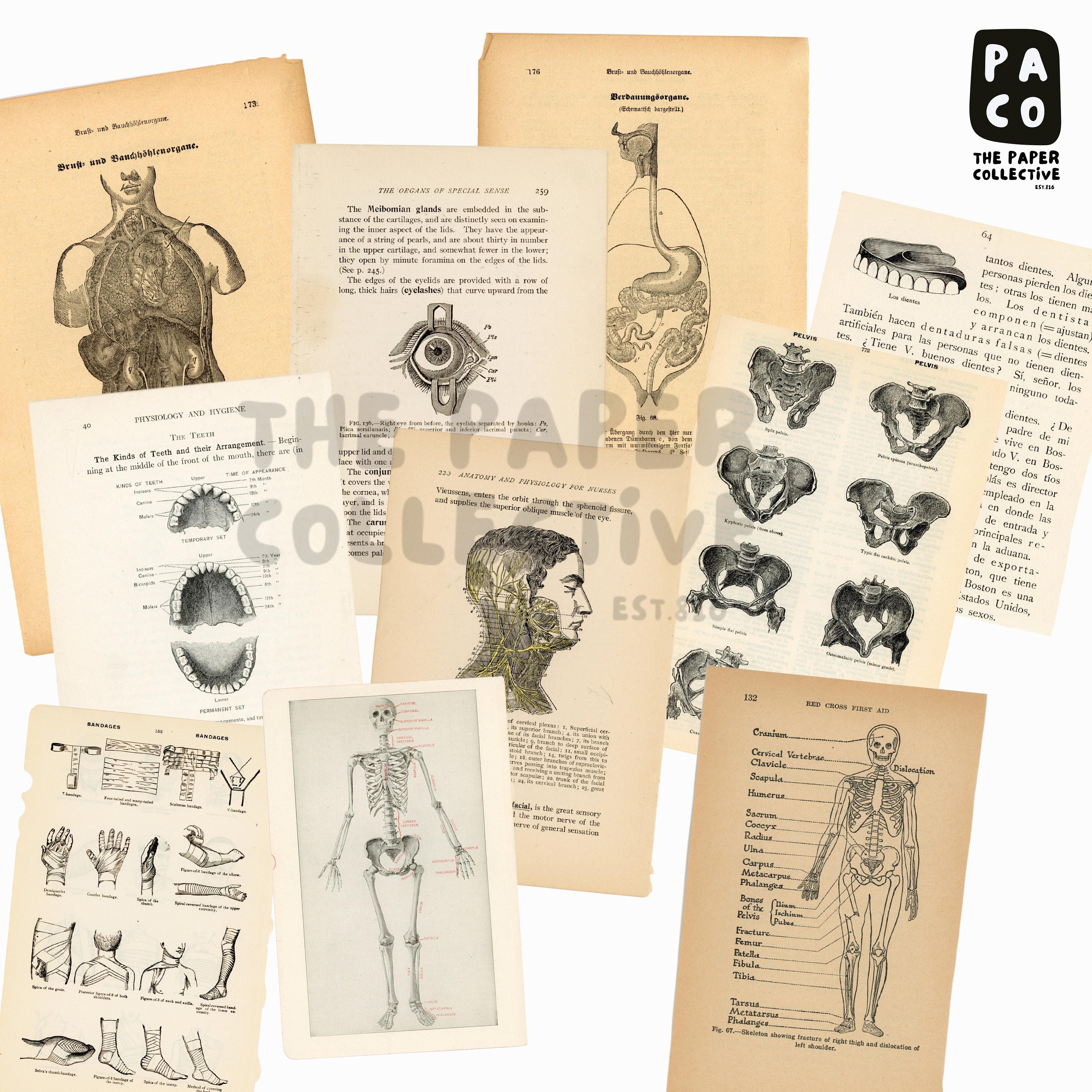 Ephemera Bundle, Medical Ephemera for Instant Download, Journaling ...