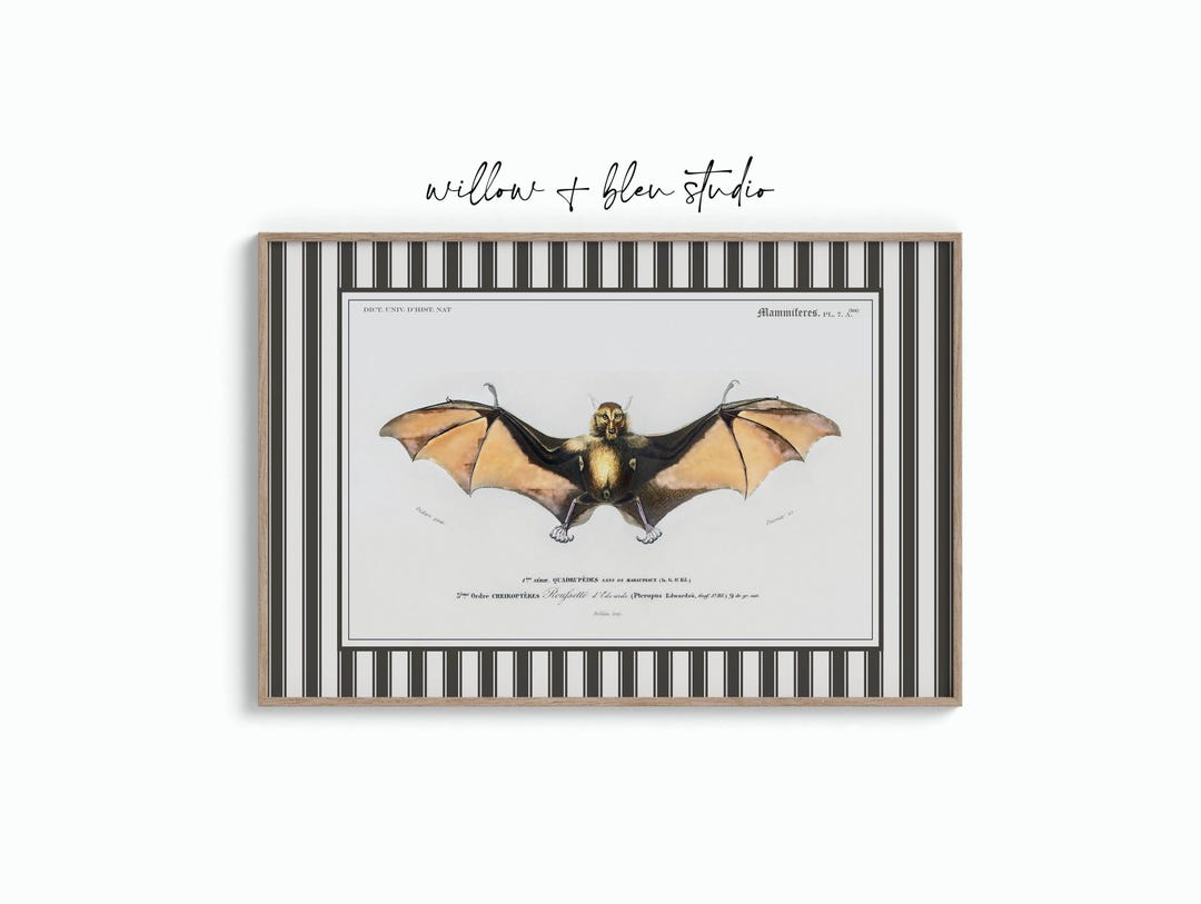Vintage Bat Illustration: Spooky French Cottage Halloween Art (digital ...