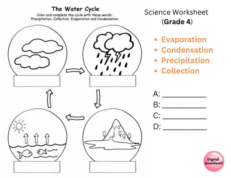 The Water Cycle grade 4 Worksheet - Etsy