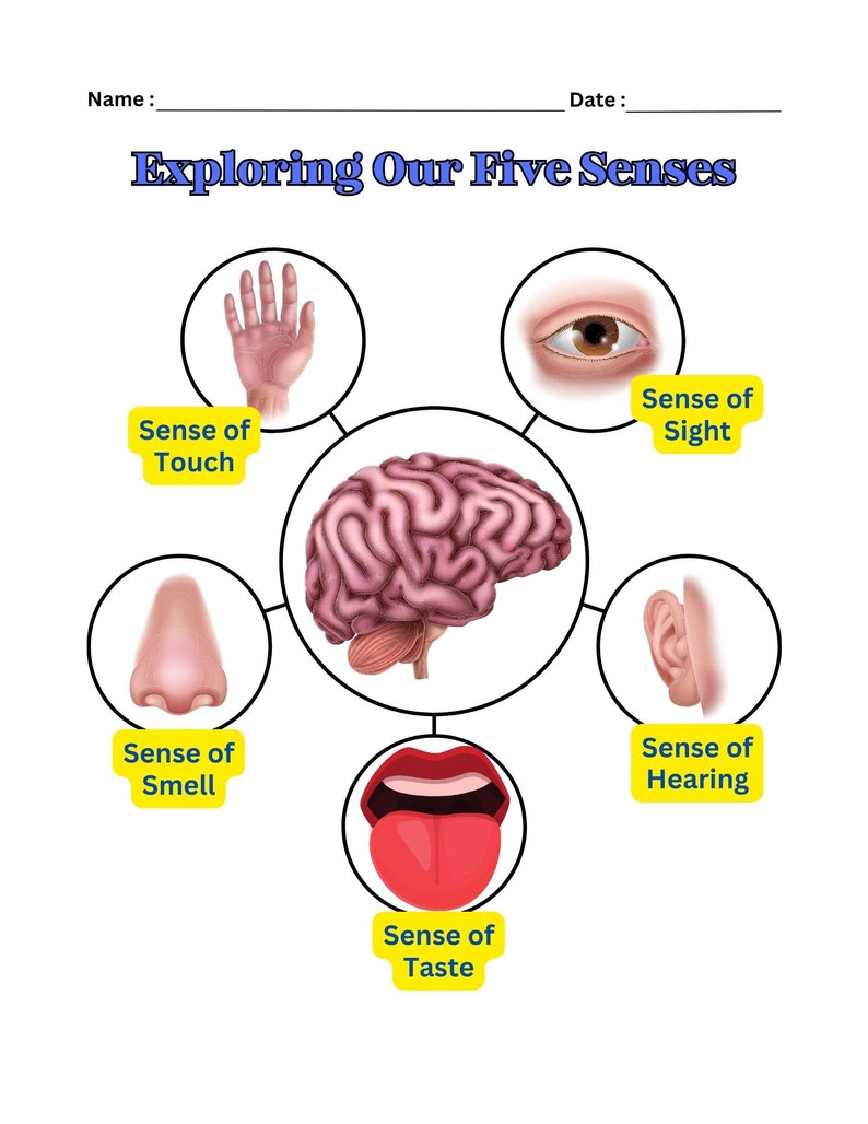 Five Senses Printable Learning, 5 Senses Sorting Activity, Preschool ...