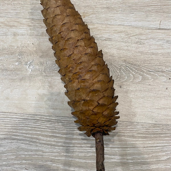 Pine Cones - Etsy