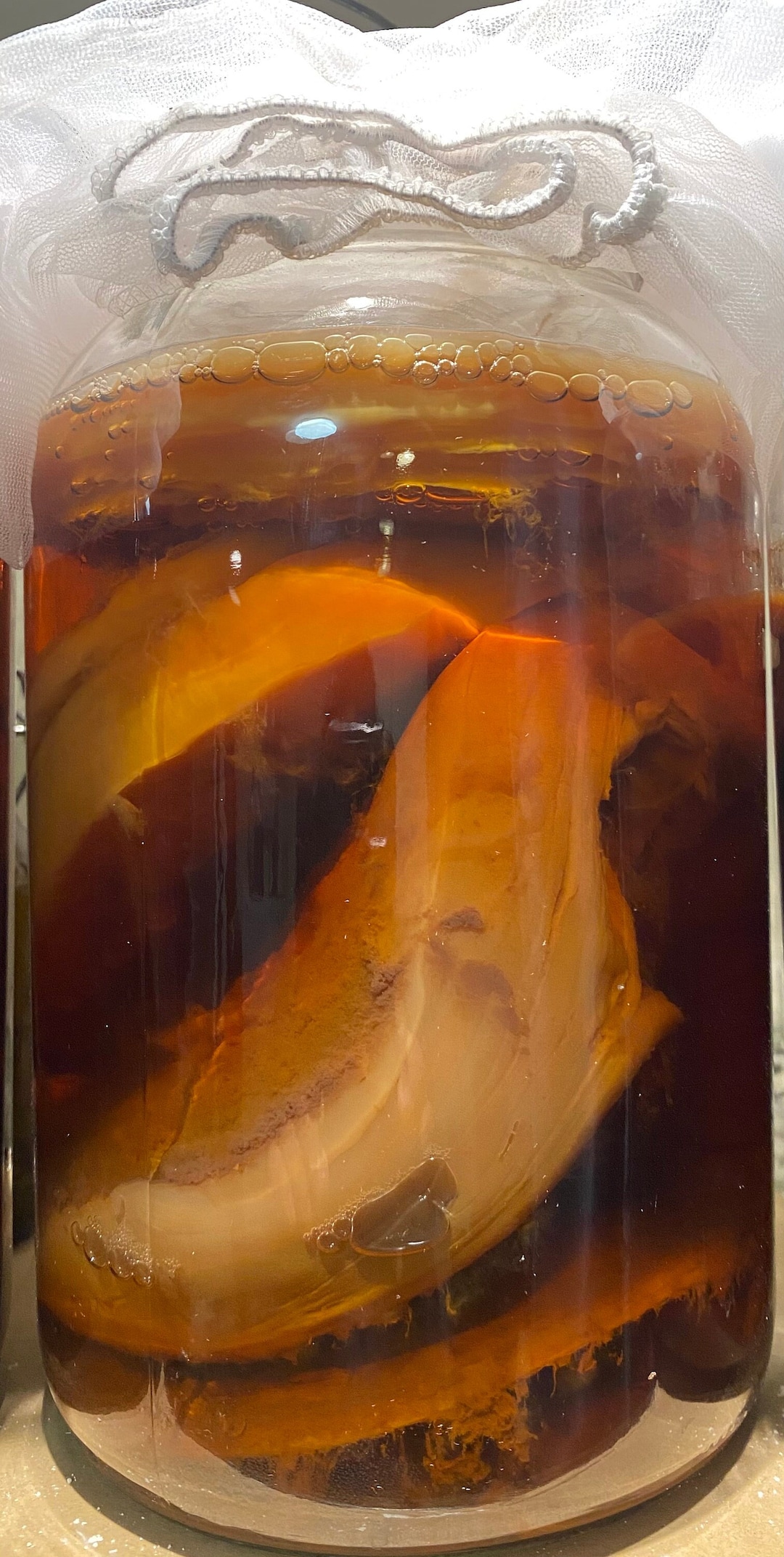 Kombucha SCOBY - Etsy