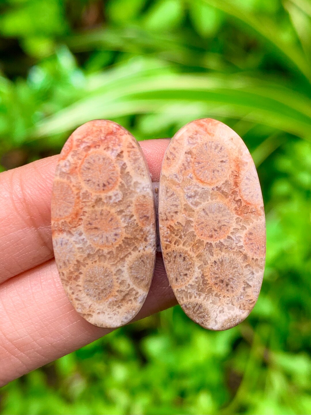 Fossil Coral Agate | Fossilized | Opalized Wood | Fossil Coral Red - Etsy