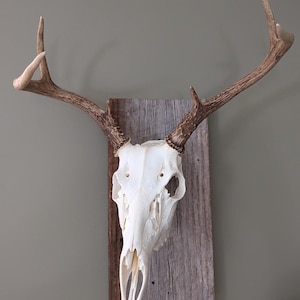 Rotatable Skull Mount - Etsy