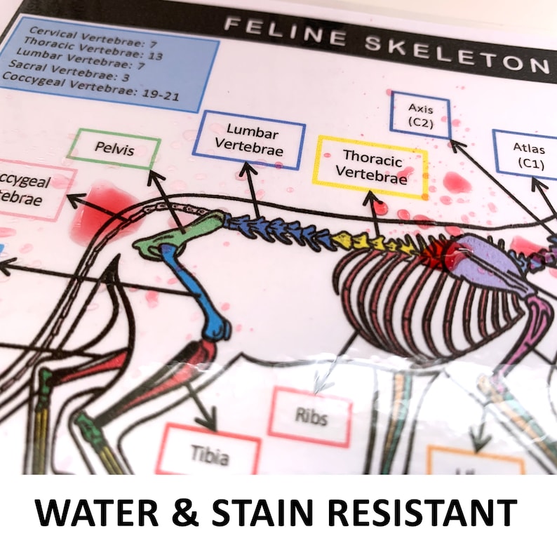 Veterinary Anatomy Flashcards, Veterinary Pocket Book, Veterinary ...