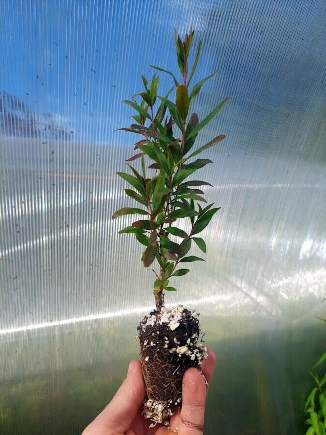 2x Pomegranate Jumbo Plug Plants Fruit Exotic Live Tree Hardy - Etsy UK