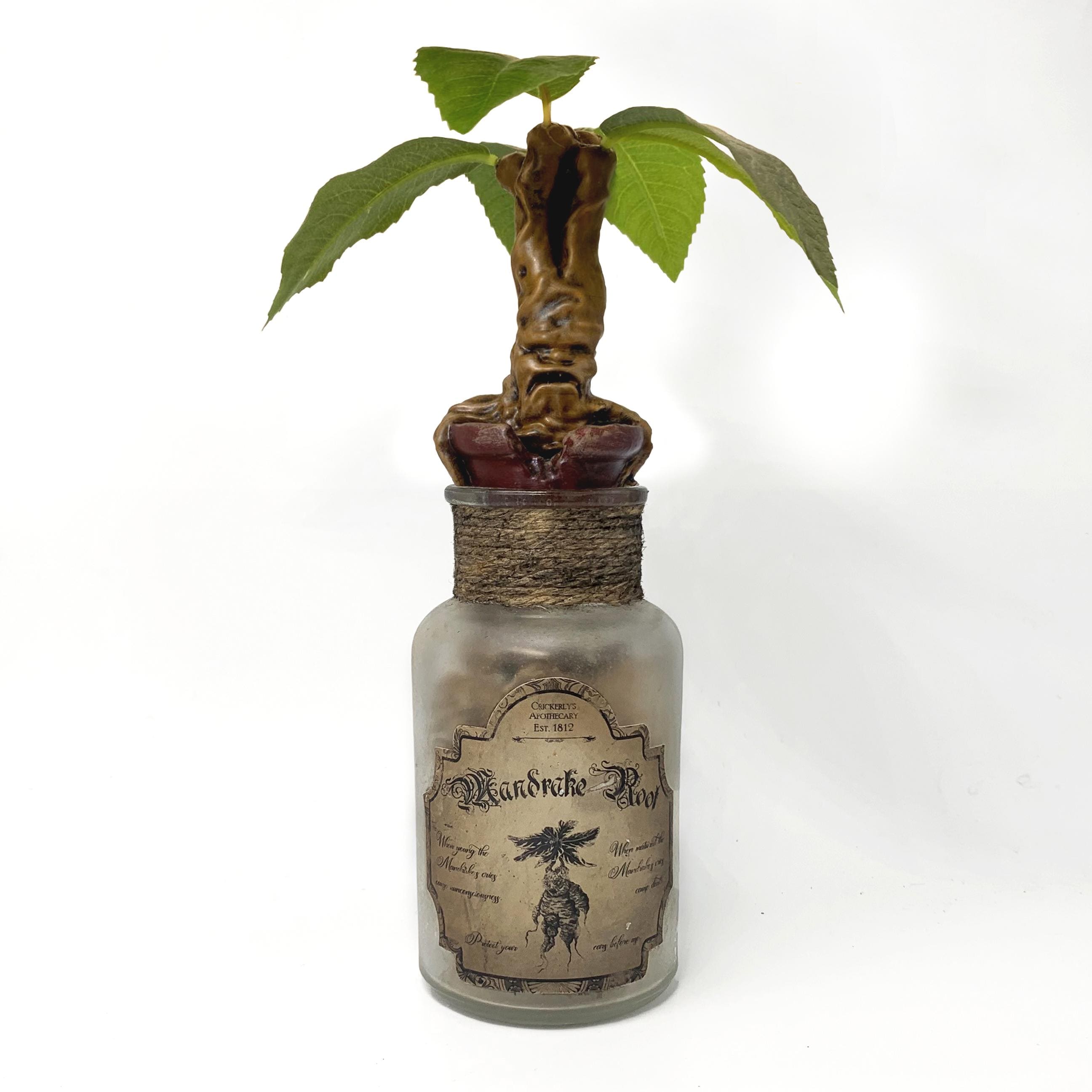 Mandrake Root Magic Potion Apothecary Herbology Glass Bottle Prop ...