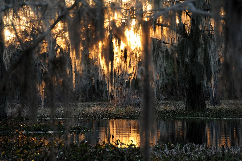 Louisiana Swamp Canvas Print, Henderson Louisiana, Wall Decore, Room ...