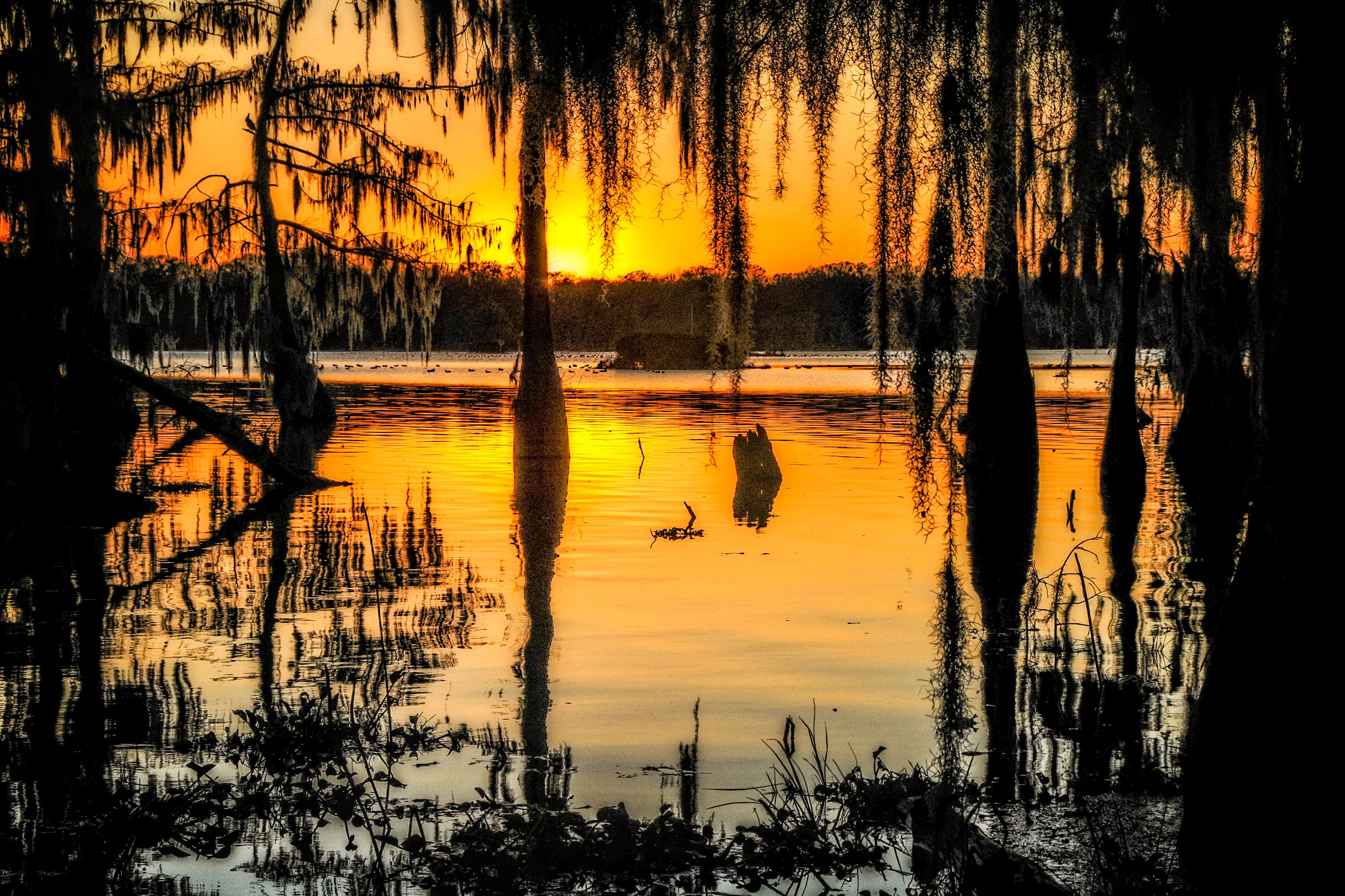 Louisiana Swamp Canvas Print, Henderson Louisiana, Wall Decore, Room ...