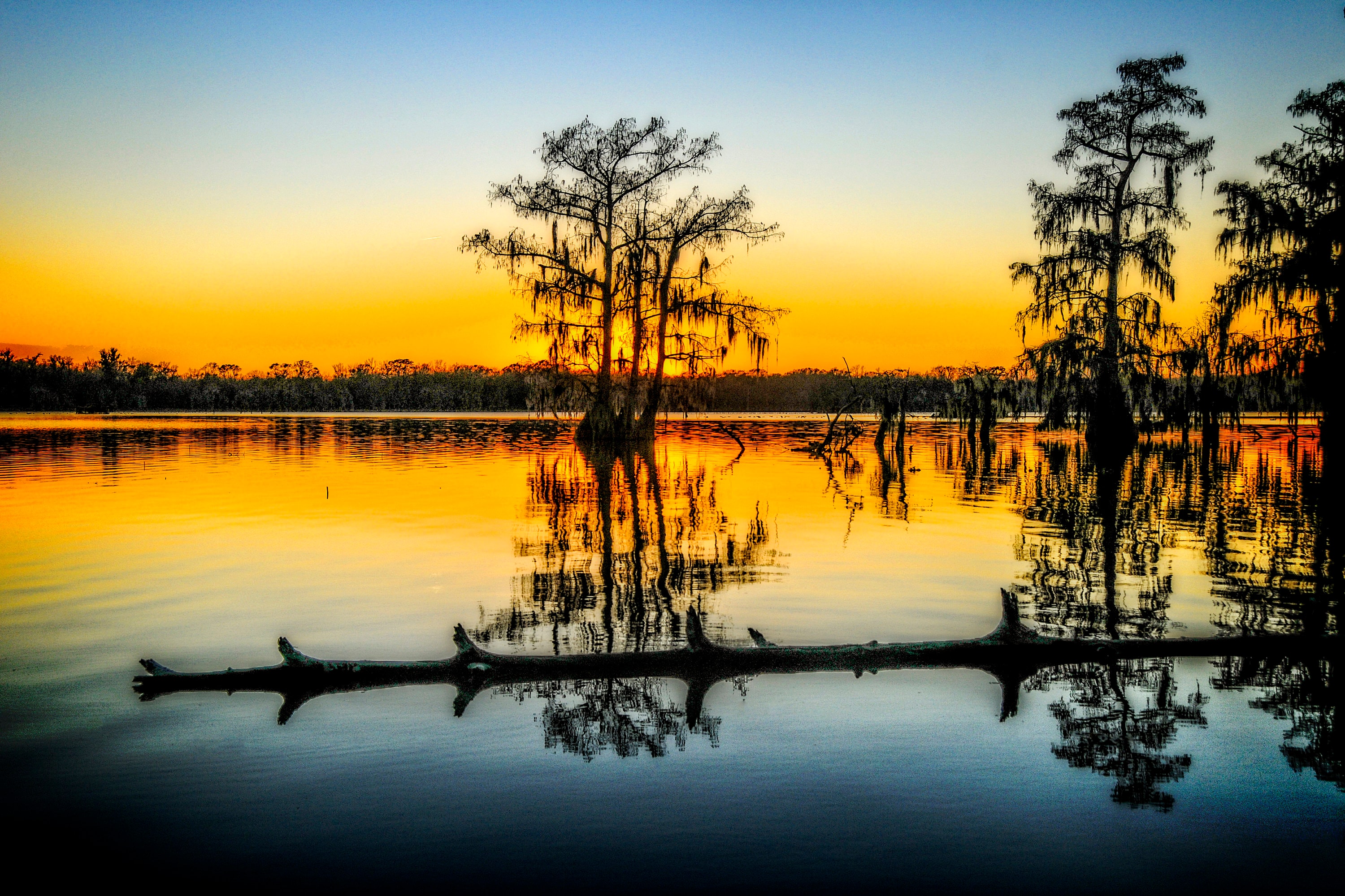Louisiana Swamp Canvas Print, Henderson Louisiana, Wall Decore, Room ...