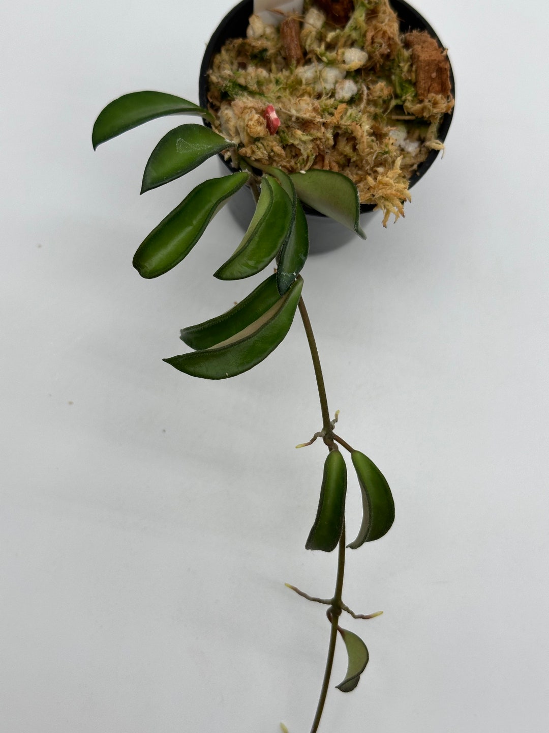 Hoya Mini Kentiana Rare Hoya Small Leaves Trailing Sunstress Vining ...