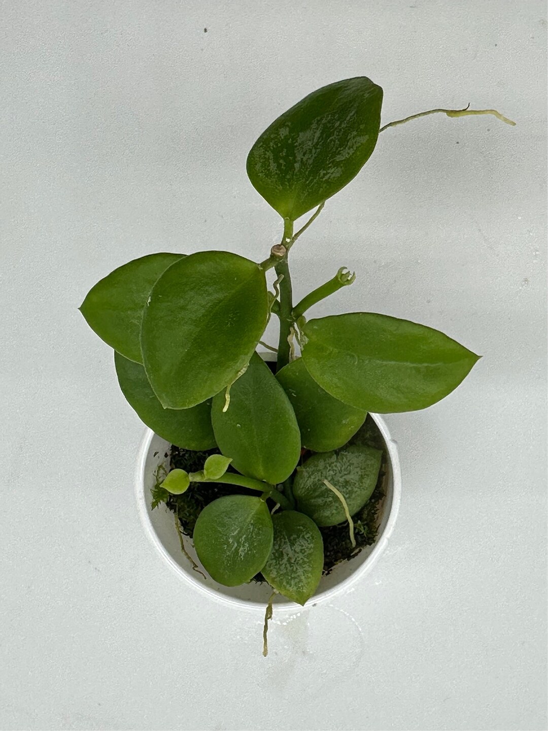 Hoya Biakensis Splash RARE Established Hoya High - Etsy