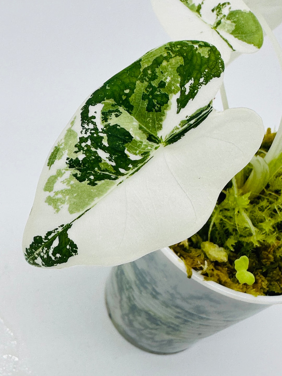 Alocasia Frydek Variegata Highly Variegated Alocasia Beautiful White ...