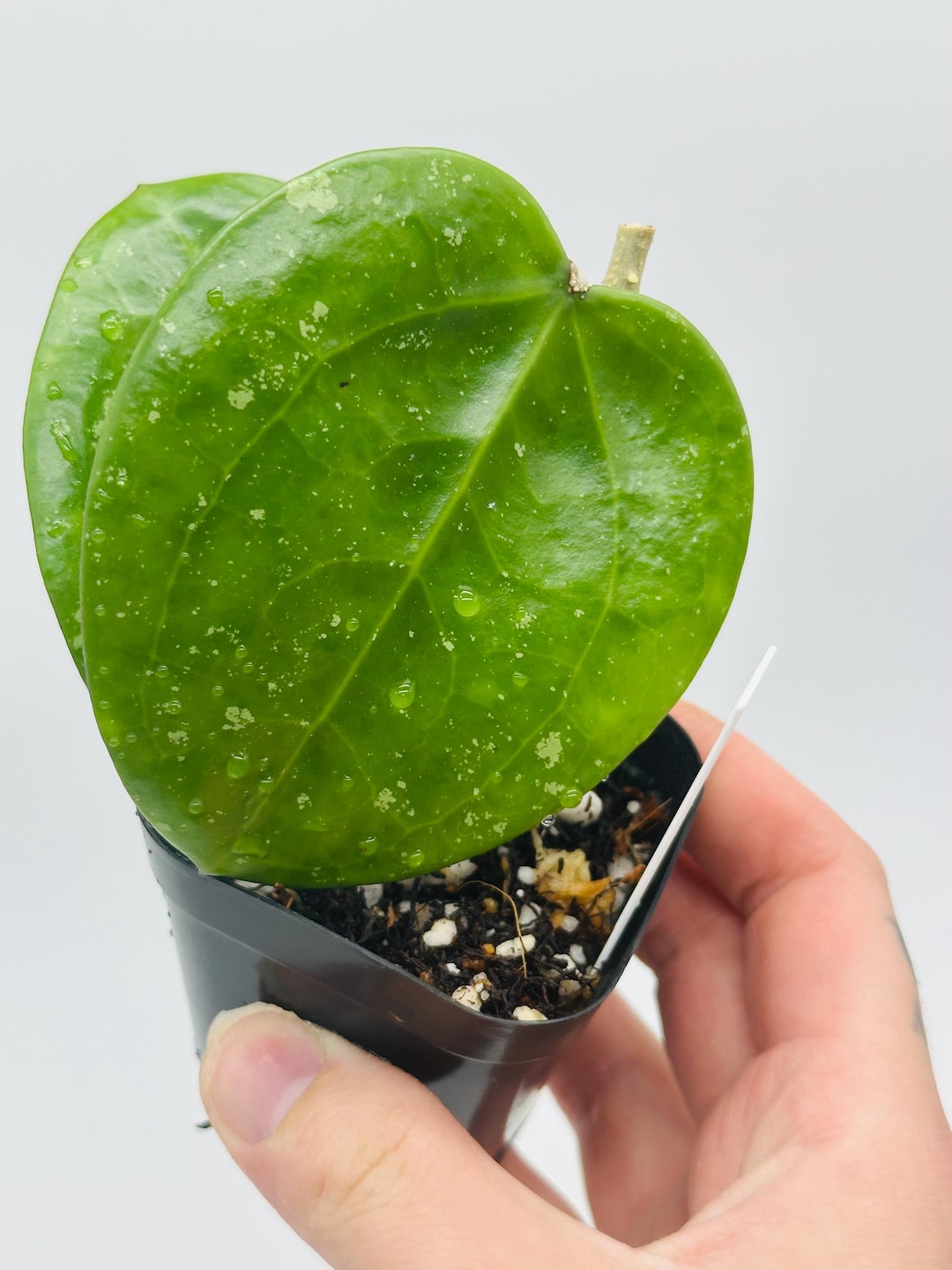 Hoya Loyceandrewsiana | Huge Leaves | Rare Hoya Cutting | Large Leaf ...