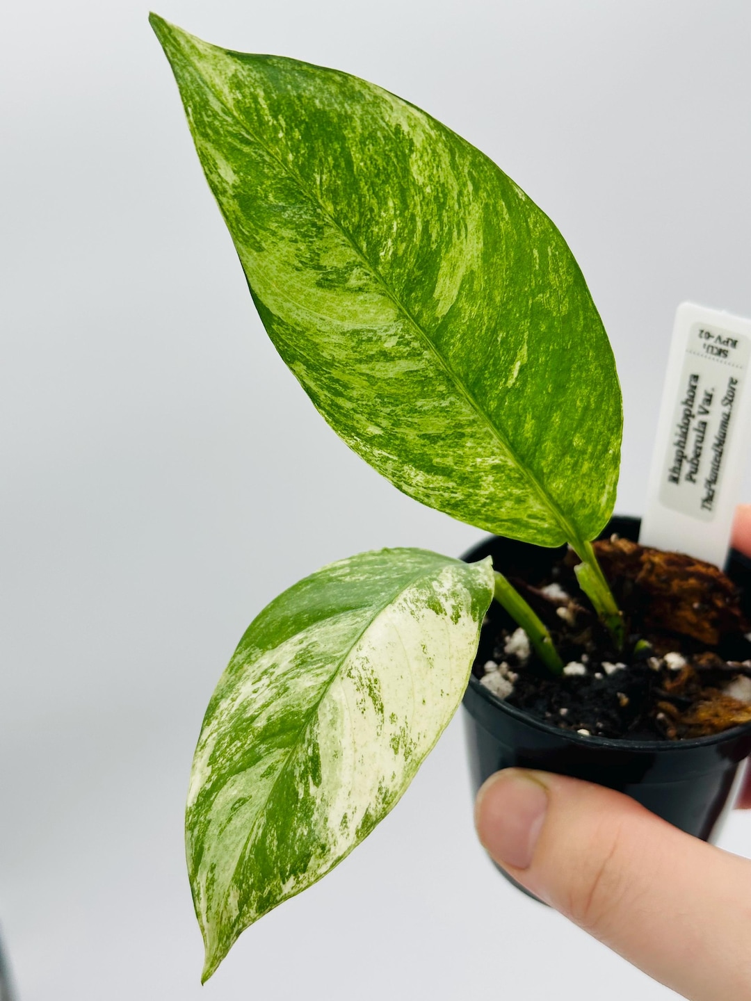 Rhaphidophora Puberula Variegated | Marble Speckled White Variegation ...