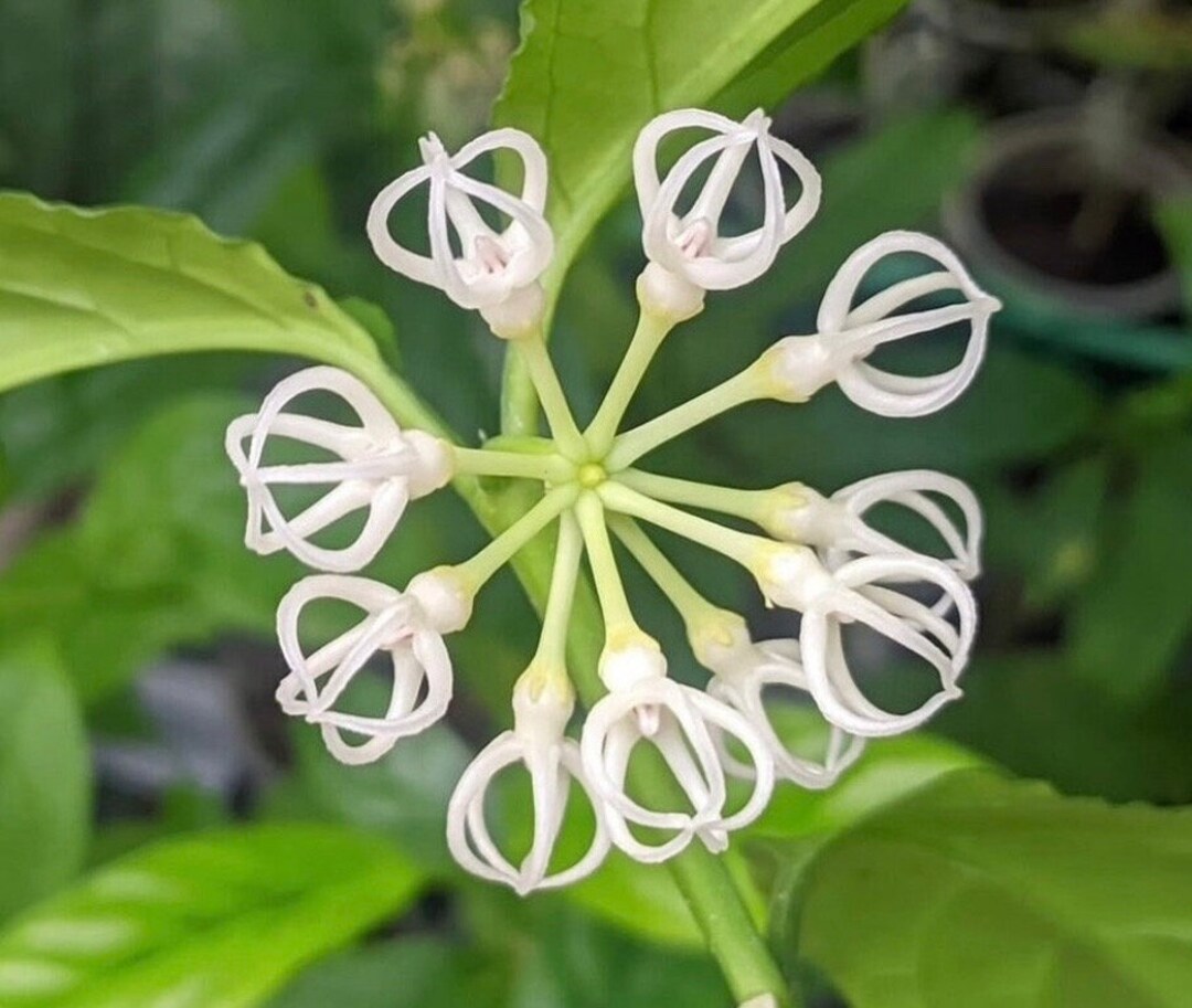 Hoya Decipulae | Extremely Rare | Hoya Cutting | Peduncle | Unique ...