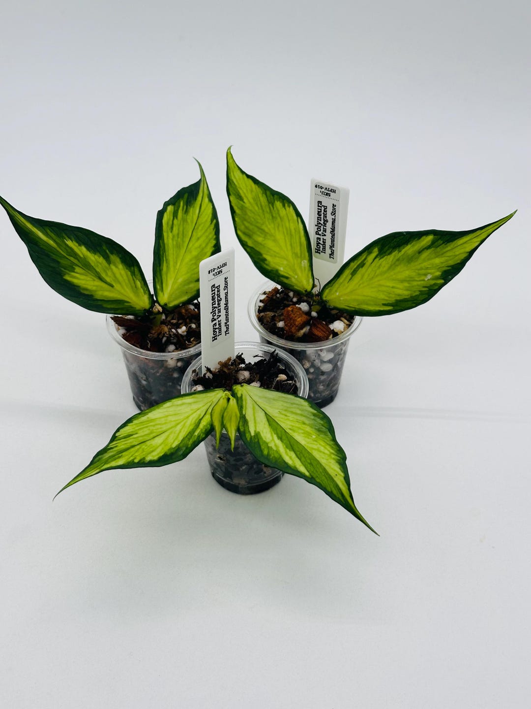 Hoya Polyneura Inner Variegated | Well-rooted Cuttings | Fishtail ...