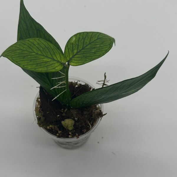 Fishtail Hoya - Etsy