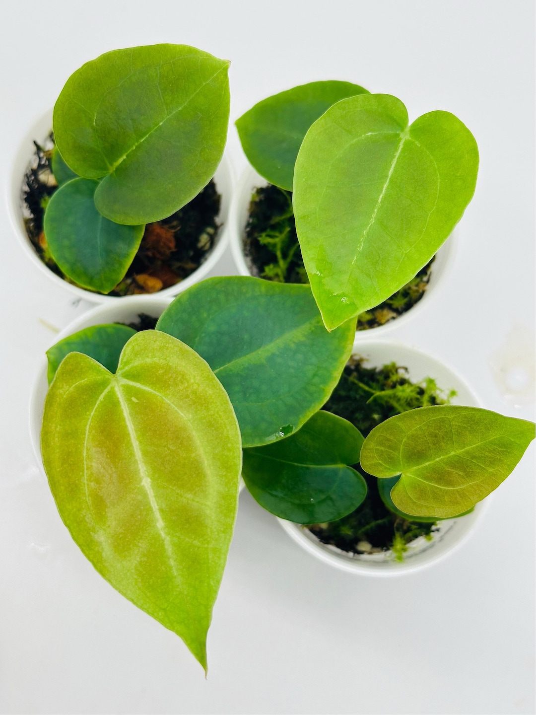 Anthurium Ace of Spades X Forgetii Dark Form Seedlings | Rare Anthurium ...