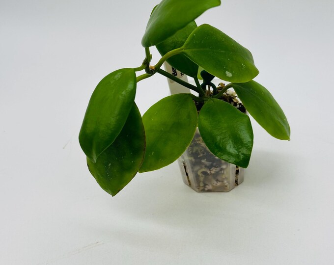 Hoya Diptera | RARE Hoya | Yellow Bloom | Hoya Cutting | Rooted Cutting ...