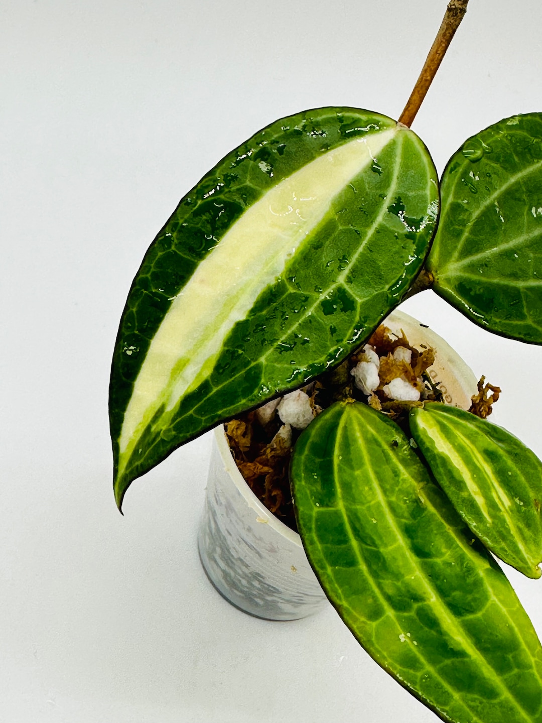 Hoya Latifolia Aka Macrophylla ‘pot of Gold’ | Exact Plant | RARE ...