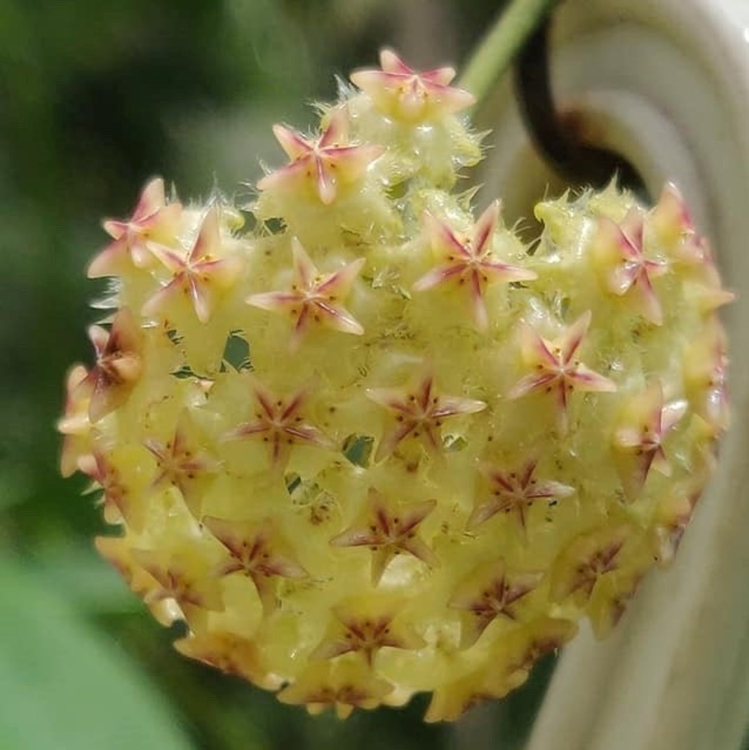 Hoya Mindorensis Yellow Growers Choice Rare Hoya yellow Flower Fully ...