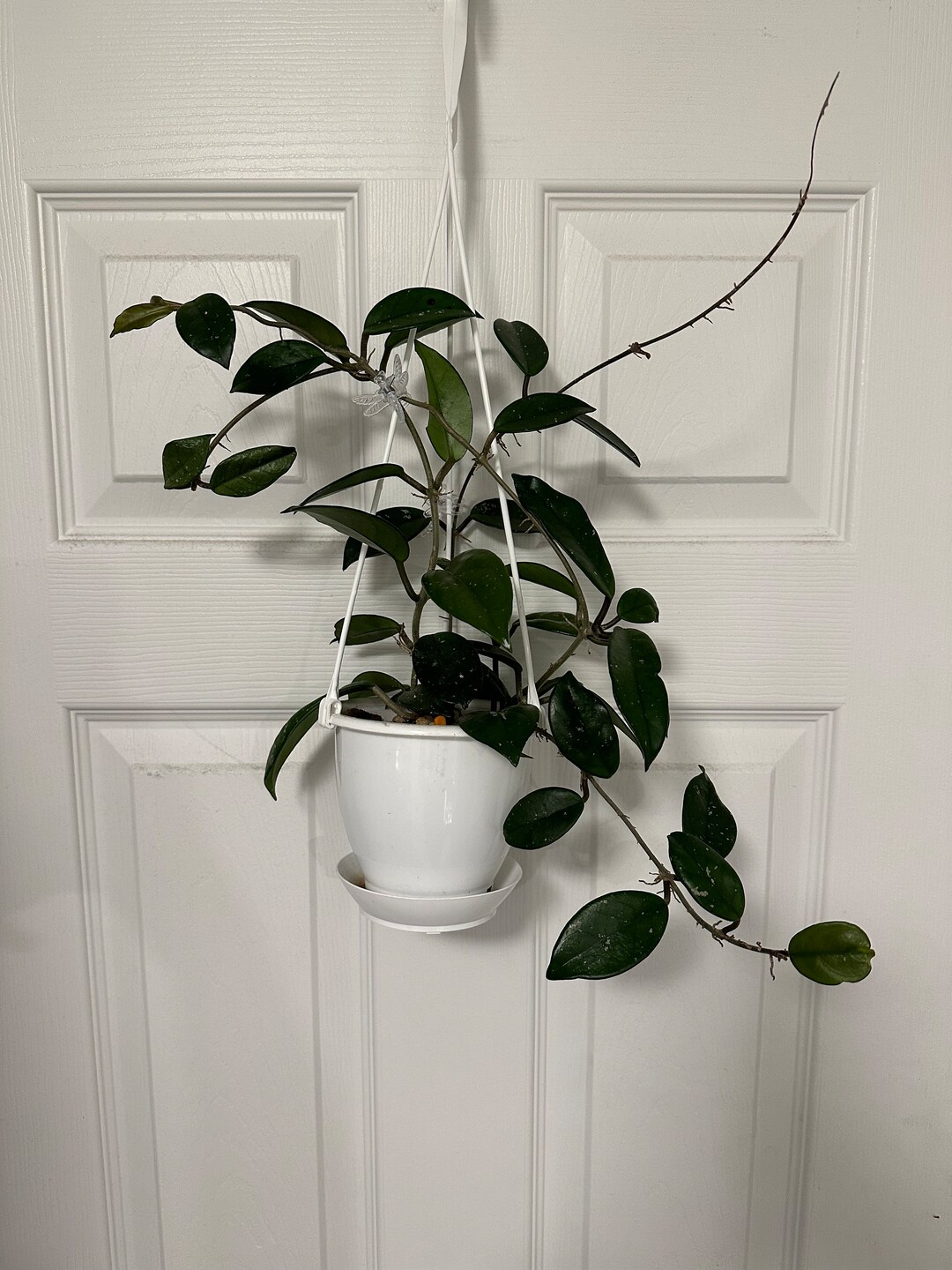 Hoya Publicalyx Splash Exact Plant Uncommon Splashy Hoya Trailing ...