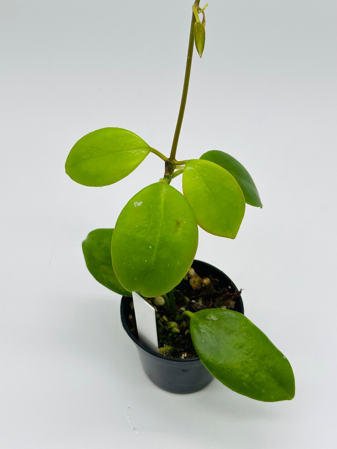 Hoya Diptera RARE Hoya Yellow Bloom Hoya Cutting Fully Rooted New ...