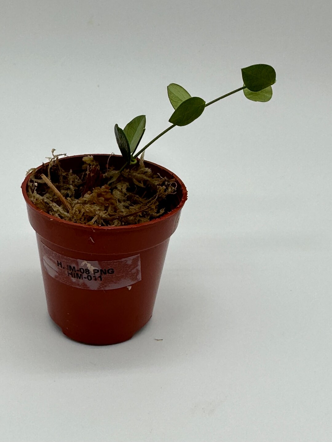 Hoya IM-08 PNG Papua New Guinea extremely Rare Hoya Small - Etsy
