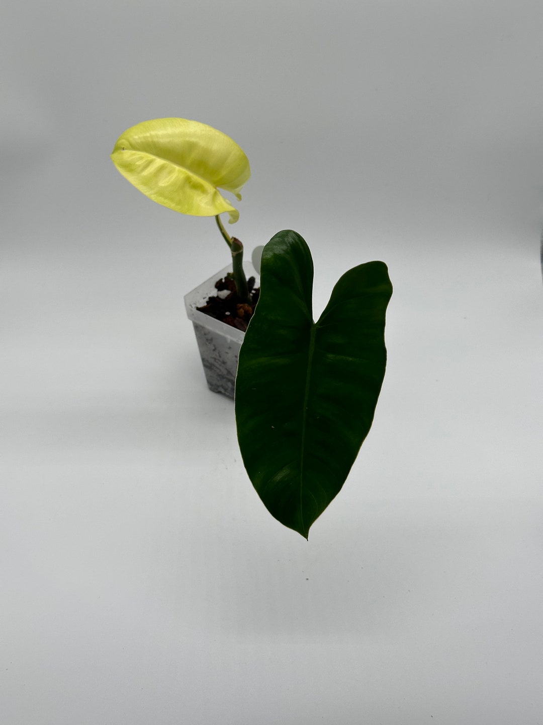 Philidendron Variegated Burle Marx | Rare Houseplant | Yellow Cream ...