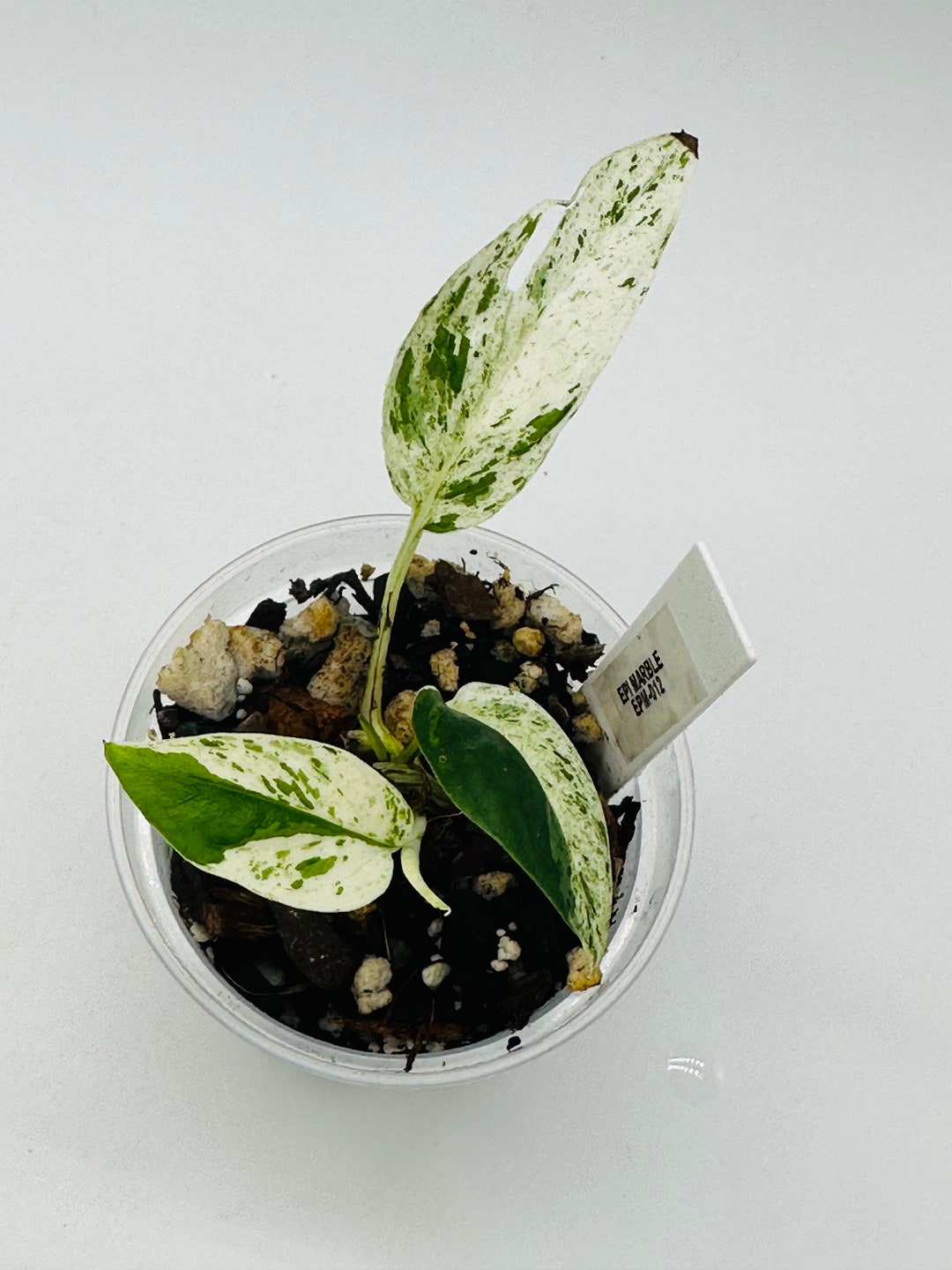 Epipremnum Pinnatum Marble | Marble Speckled White Variegation ...