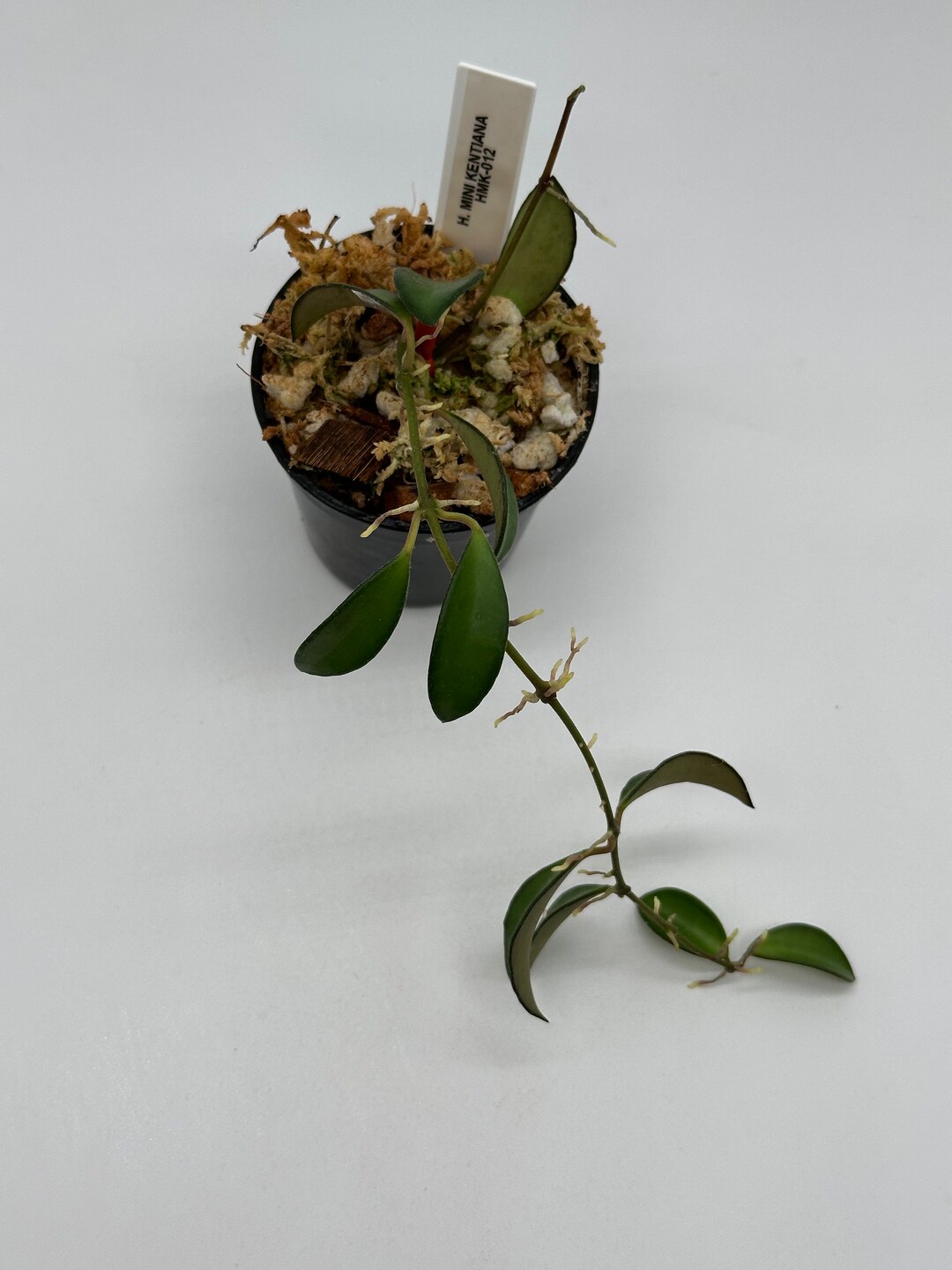 Hoya Mini Kentiana Rare Hoya Small Leaves Trailing Sunstress Vining ...