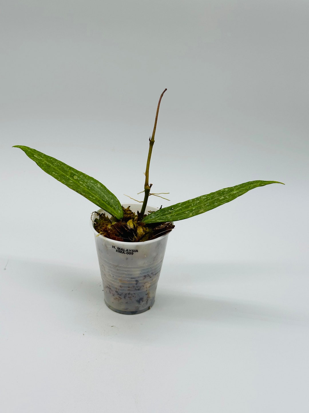 Hoya Sp. Malaysia With Peduncle Rooted Rare Hoya Cutting Long Elongated ...