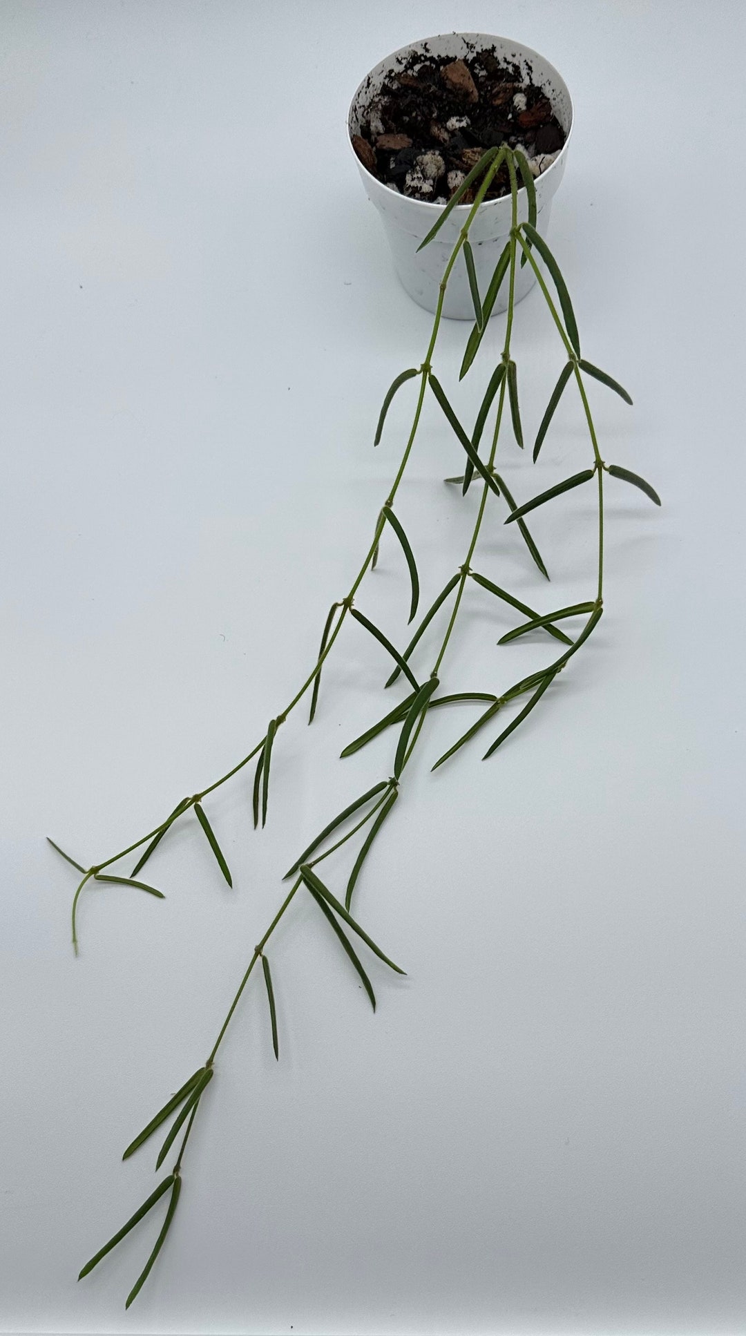 Hoya Linearis | Unique Hoya | Needle Like | Fuzzy Delicate Leaves ...