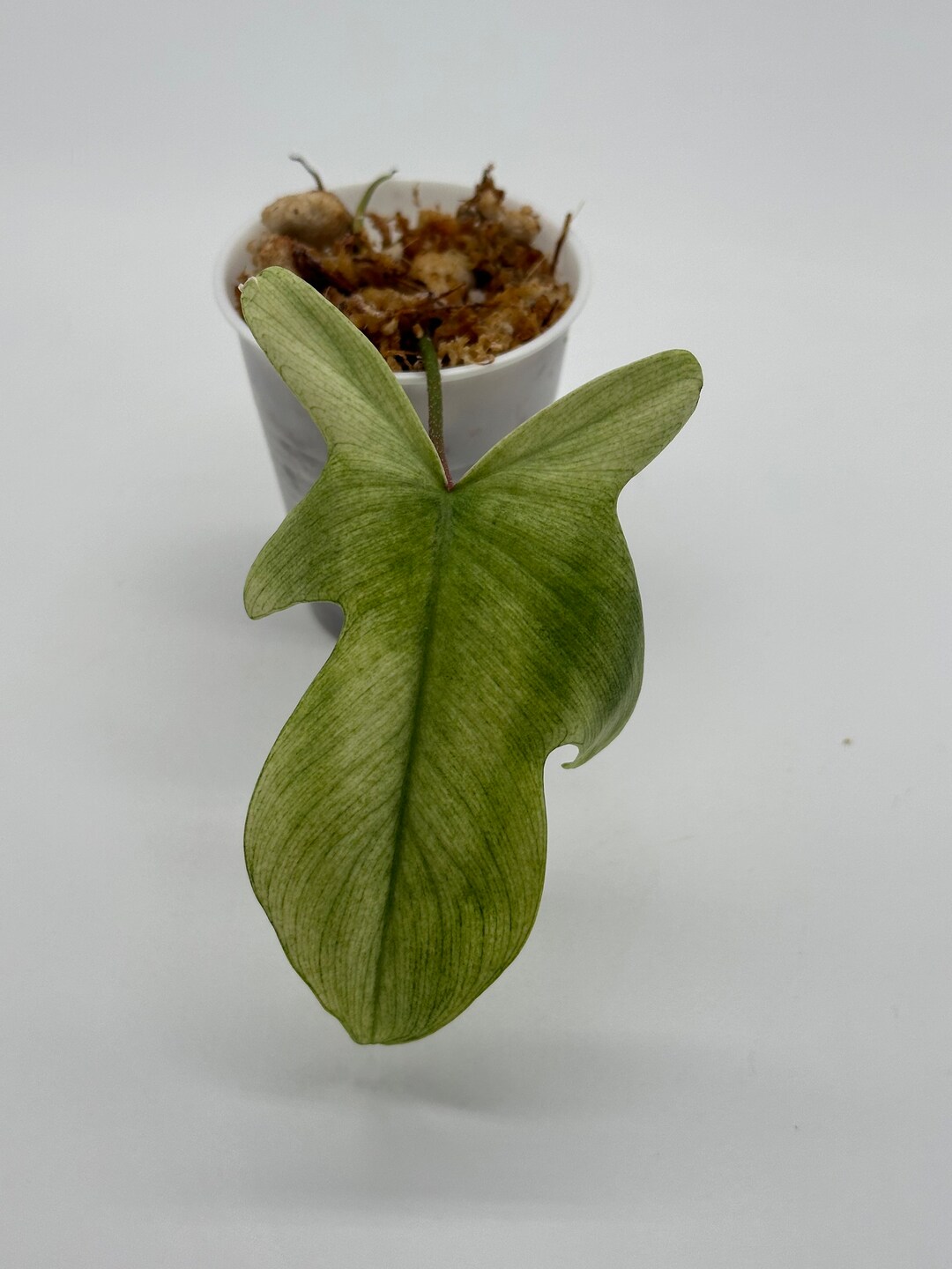 Philodendron Florida Ghost Variegated Philo Creamy White Mint ...