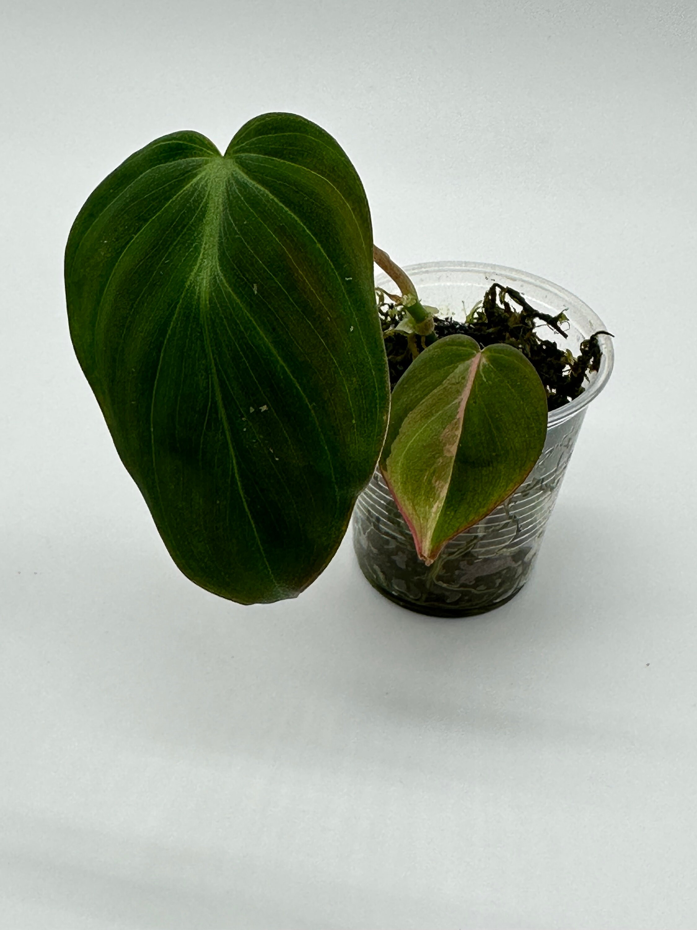Variegated Philodendron Micans Aurea Beautiful High - Etsy