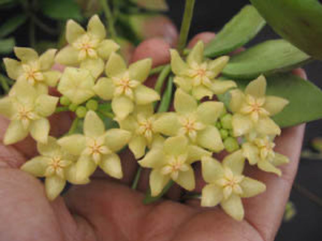Hoya Diptera RARE Hoya Yellow Bloom Hoya Cutting Fully Rooted New ...