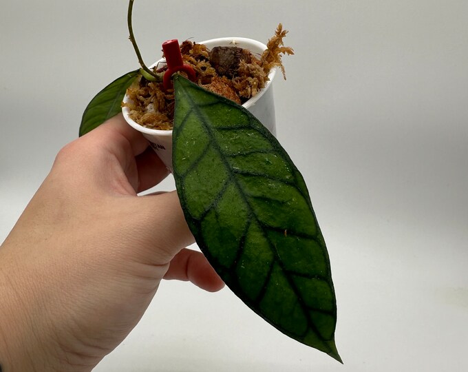 Hoya Callistophylla ‘kalimantan’ | Dark Large Leaves | Veiny Leaves ...